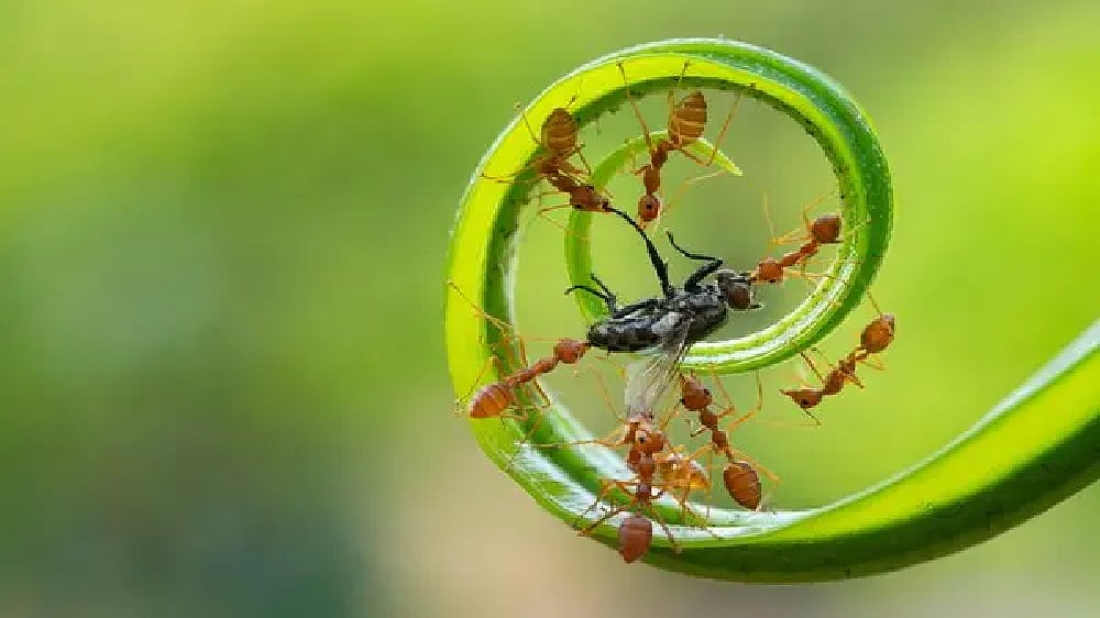 How many ants are there on Earth? You will need more zeros