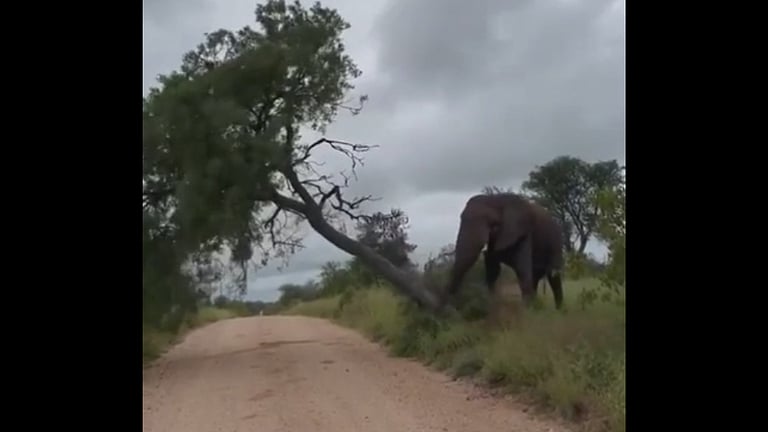 Viral video: Elephant knocking old tree in forest