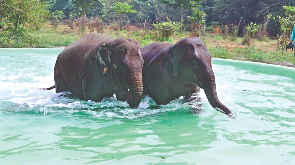 Bathing pool, improved shower, kraal for Vandalur jumbos