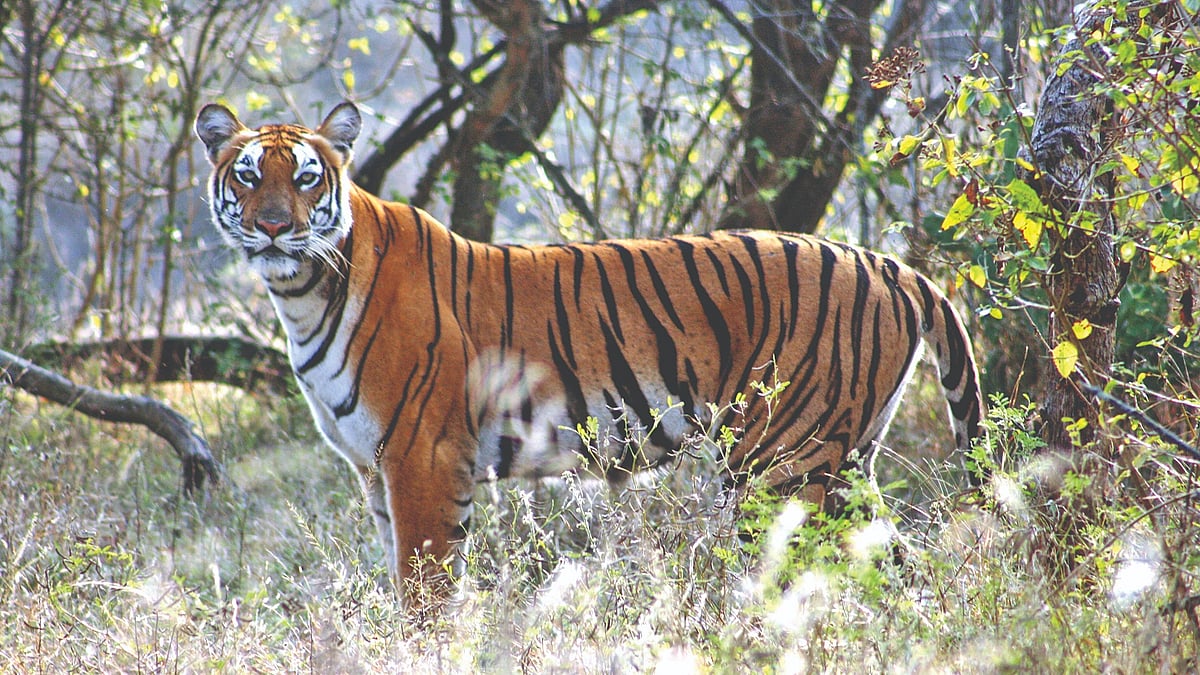 SC restrains construction within core tiger reserves