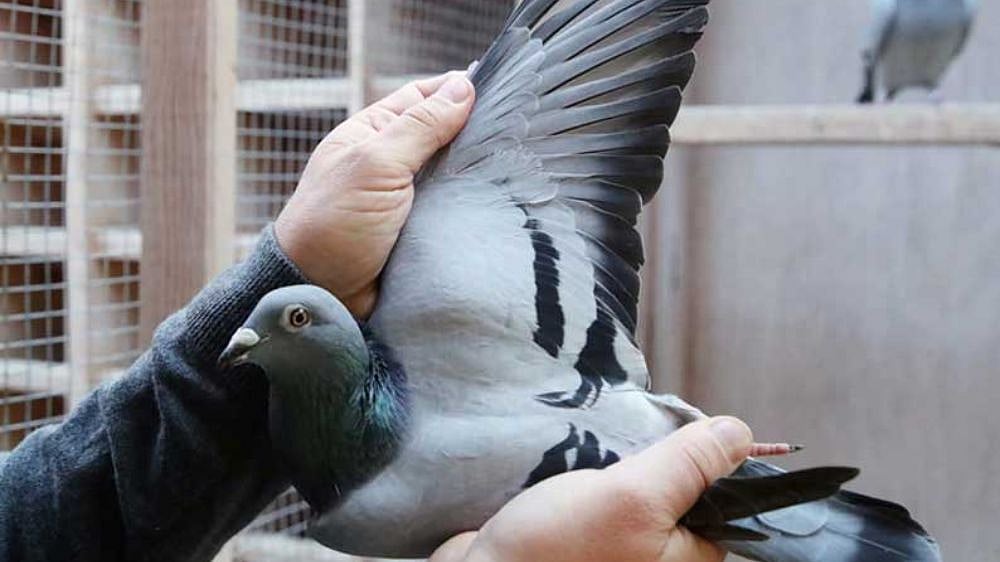 Pigeon tarpped in overhead wire rescued by fire service in Vellore