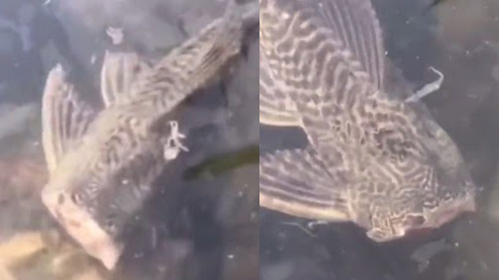 Kind of fishy: Netizens perplexed on ‘Headless’ fish swimming in pond