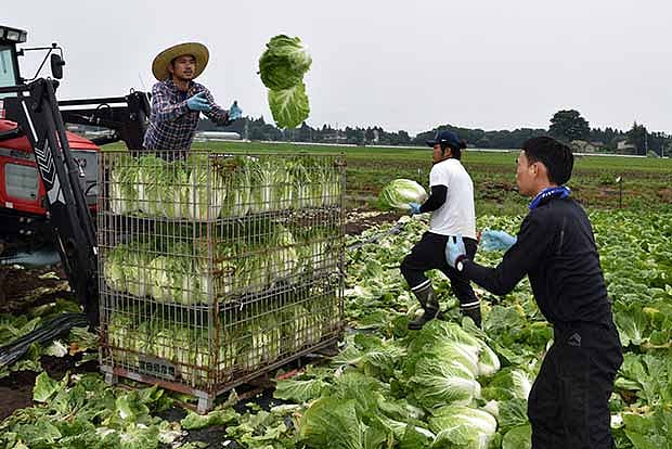 Himachal Pradesh promotes off-season vegetable cultivation