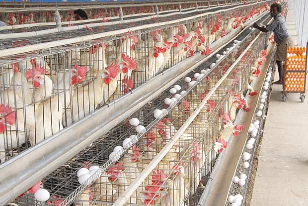 Eggs from Namakkal mark historic entry into US market in a first for ...