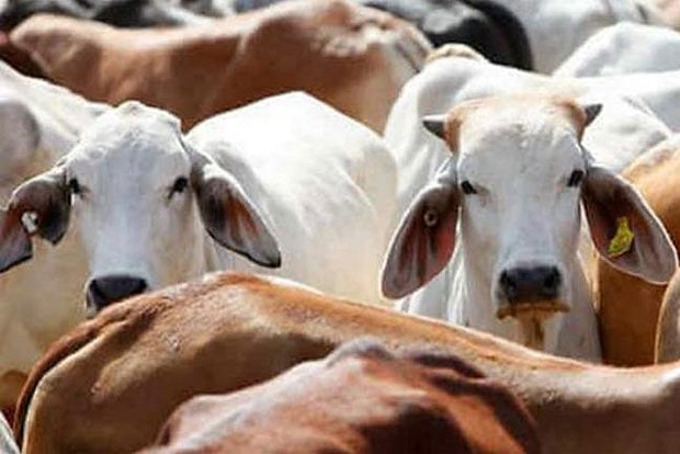 Livestock population climbs to 535.78 mn, number of cows rise to 145.12 ...
