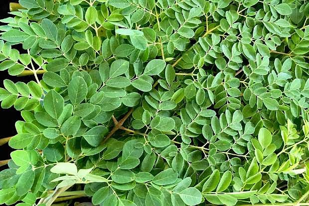 India starts exports of Moringa powder