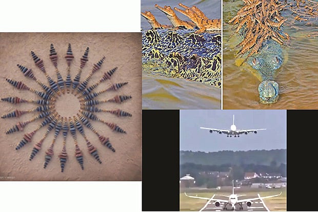 Trending in TN: Images of land artist, Gharial carries young ones on ...