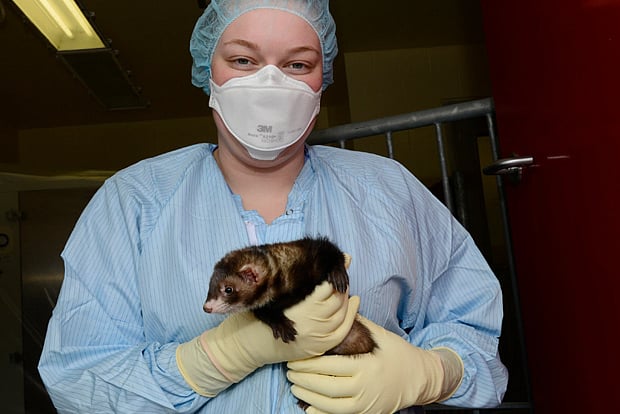 Monkeys, ferrets offer clues in COVID-19 vaccine race