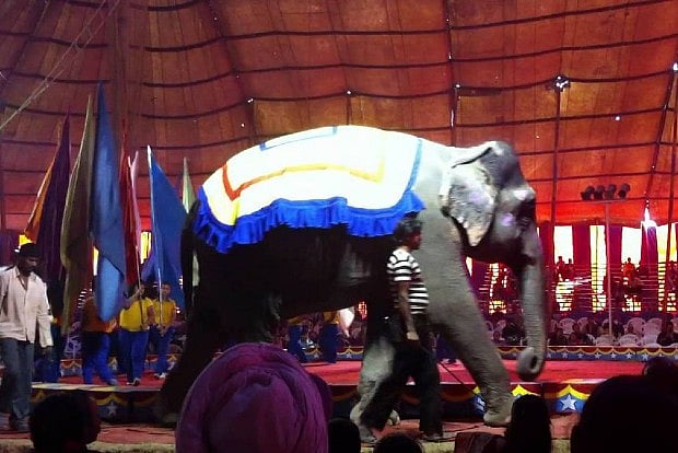 Report on plight of circus animals, central body asks states