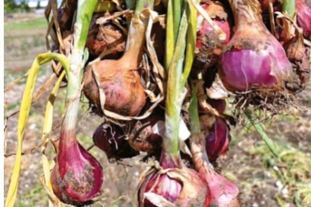 Tirupur district farmers shocked as shallot seedlings grow into onions