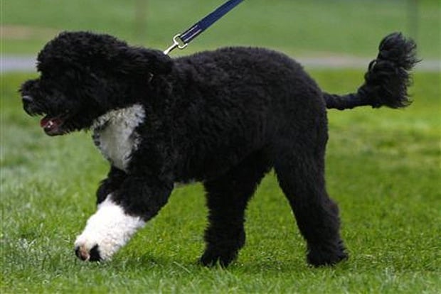 Obama dog Bo, once a White House celebrity, dies from cancer