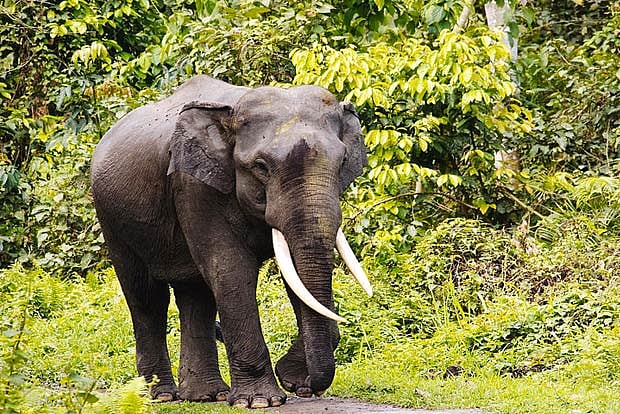 Bee fences helping keep elephants away from human territory: KVIC
