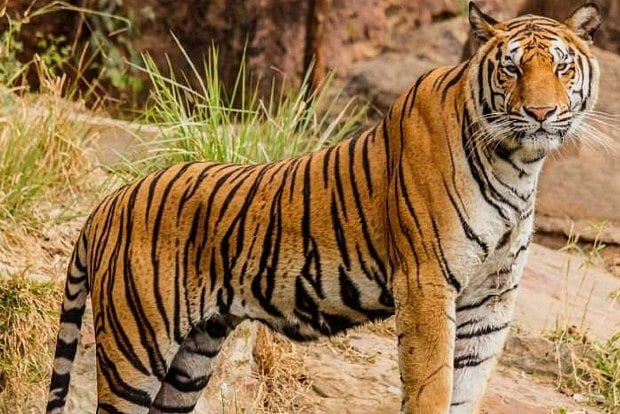 Nilgiris tiger goes missing again from forest teams’ watch