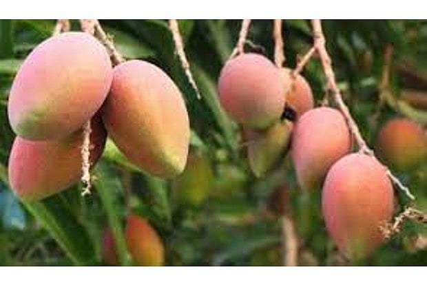 Mango, pomegranate growers to soon get access to US market
