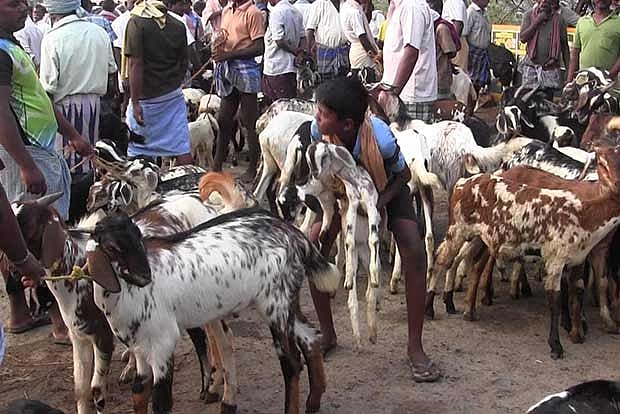 Ettayapuram goat market abuzz with Deepavali fervour