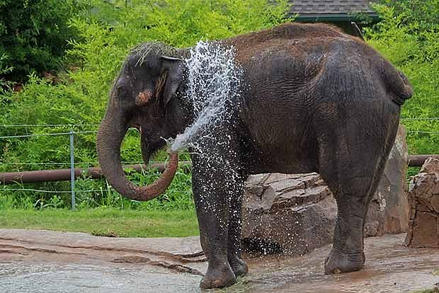 Reporter's Diary: A jumbo problem and a pregnant silence