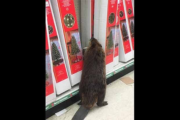 Beaver spotted in store looking at artificial Christmas tree
