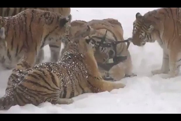 Video of tigers chasing a drone goes viral