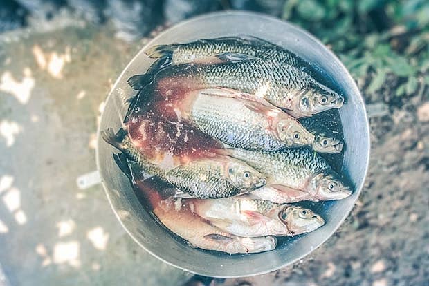 Now you can order fish online and through SMS in Kolkata