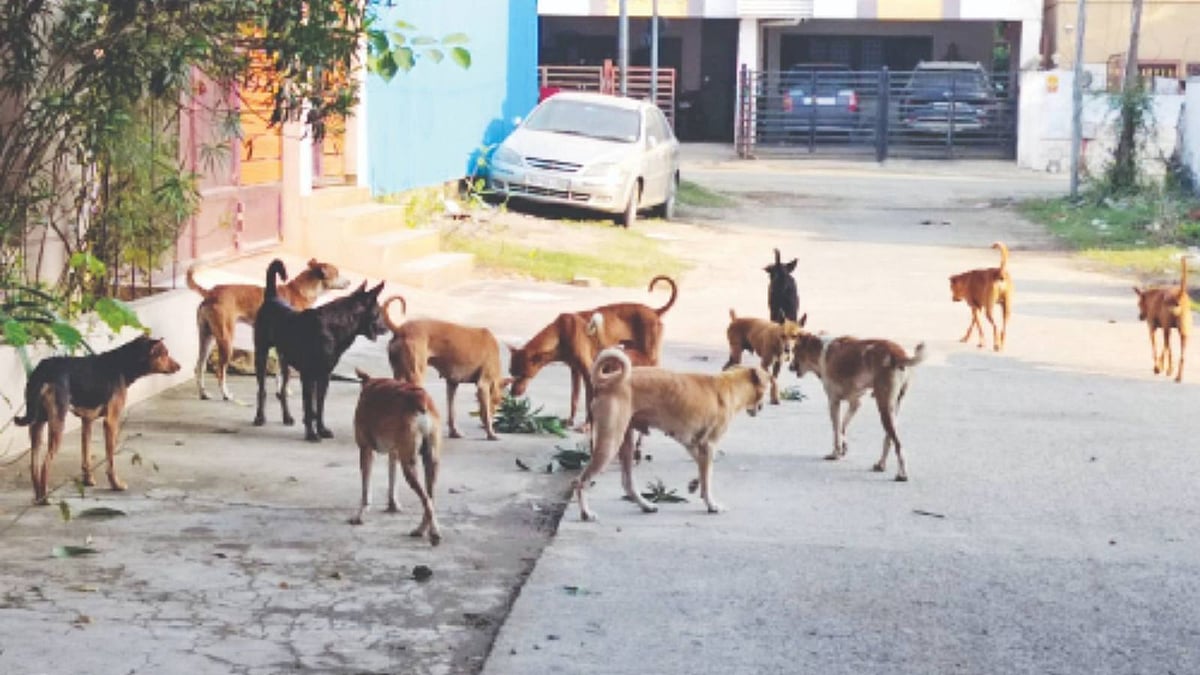 Rescued street dogs to be placed in private shelters