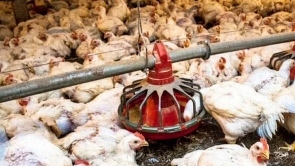 Tamil Nadu: Poultry farmers begin stir on rearing charges, broiler ...
