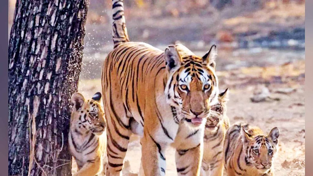 Tiger estimation in Tamil Nadu from Jan 5