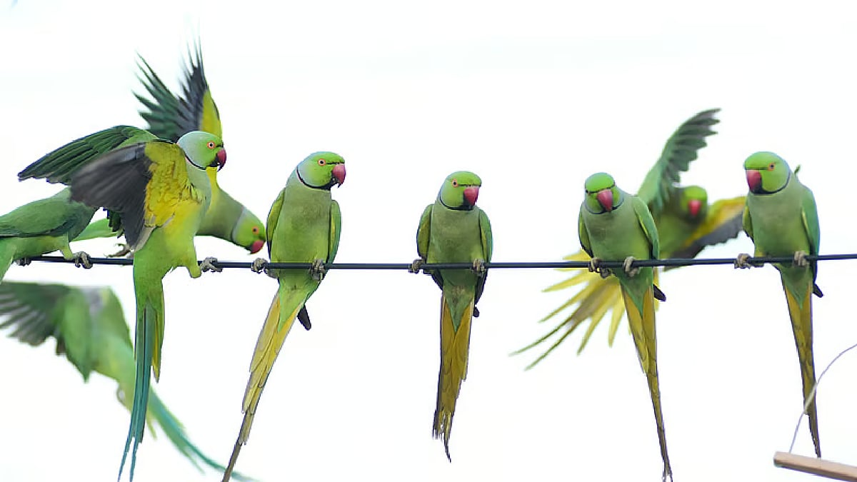 200 parrots die of food poisoning in MP's Khargone district