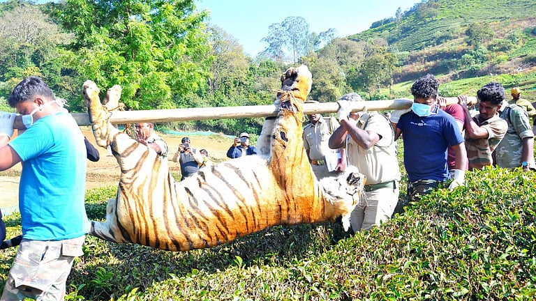 Tiger Found Dead in Nilgiris: Injuries from Carnivore Fight Confirmed