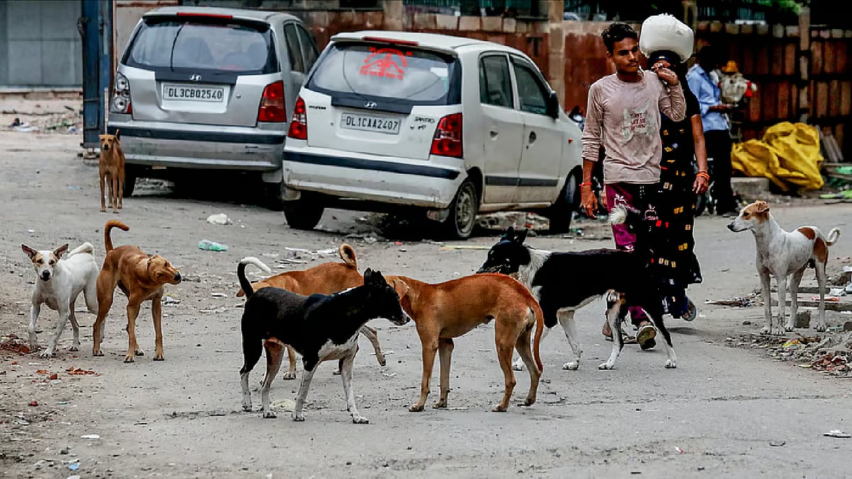 Stray dogs matter: So many applications don't even come in cases of ...