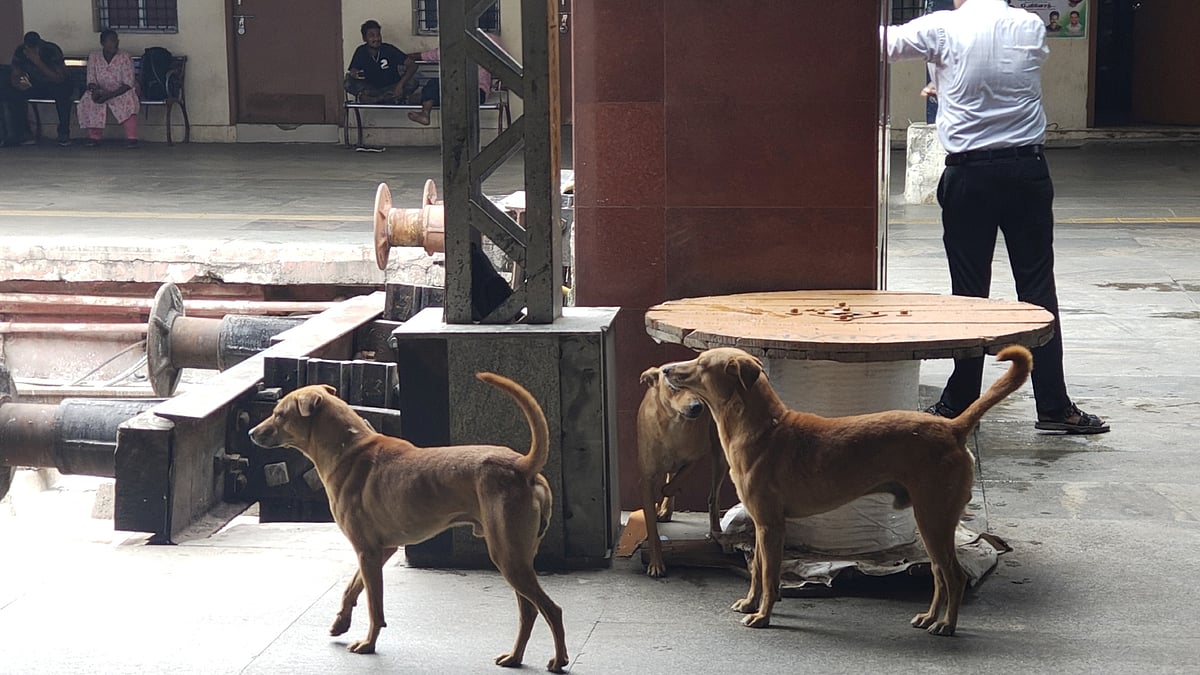Chennai Citizen Connect: Stray dogs cause safety concerns at city’s ...