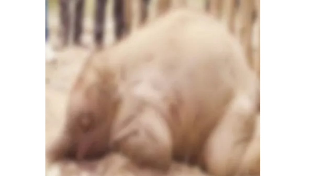 Tamil Nadu: Elephant calf succumbs biting explosive, 1 held