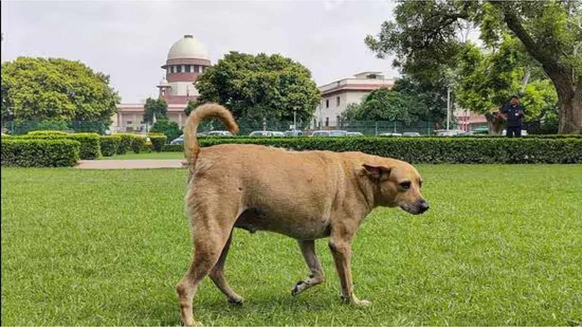 SC order on stray dogs balances public safety, rights of animals: Top ...