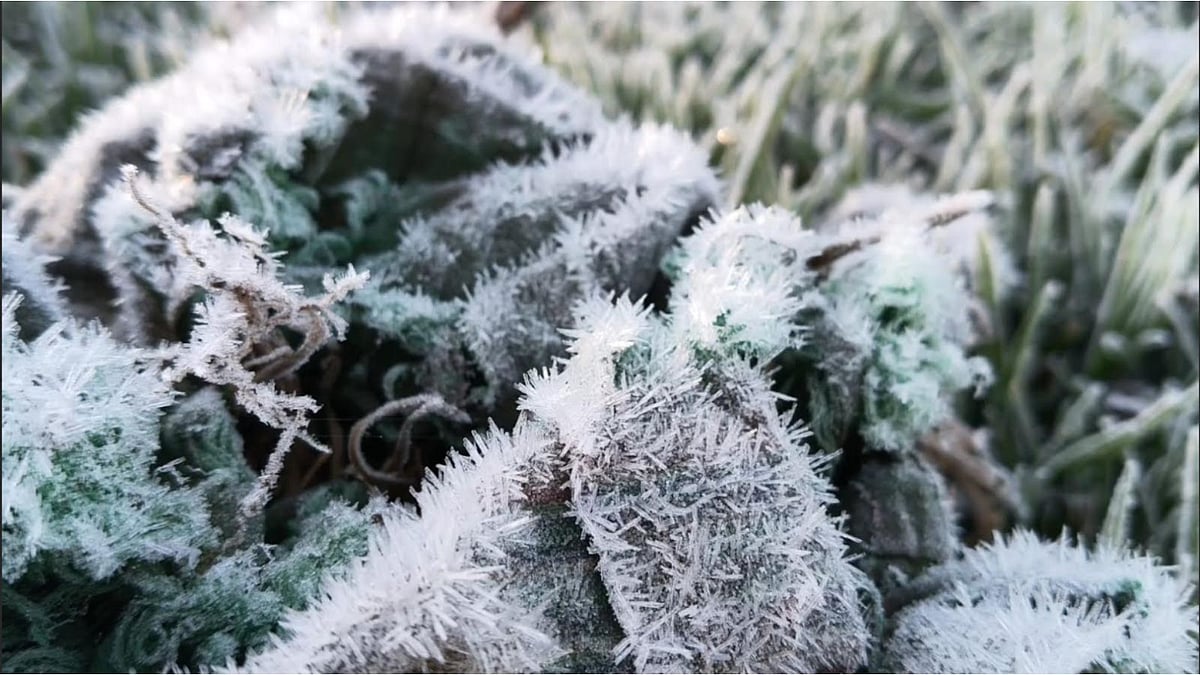 As rains ease, frost covers the Nilgiris