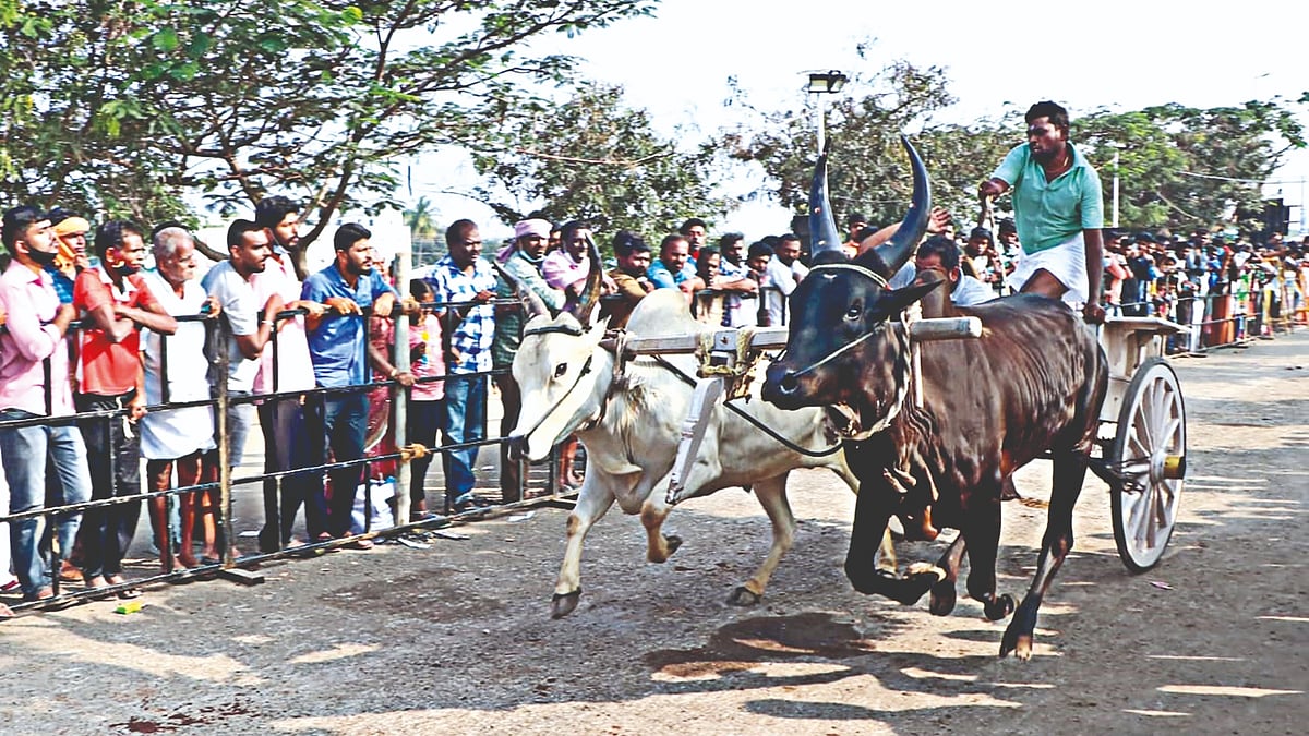 Tamil Nadu: Once rugged, rekla races have evolved into organised sport