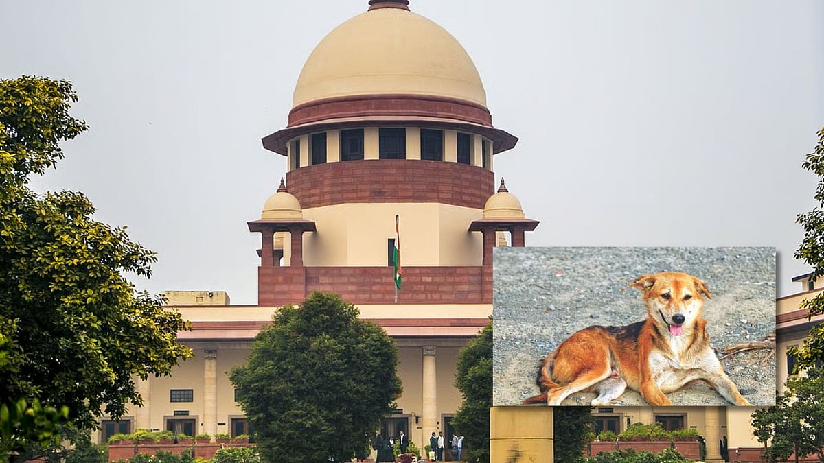 ‘Not sarcastic, very serious’: SC reiterates dogs feeders may be held ...