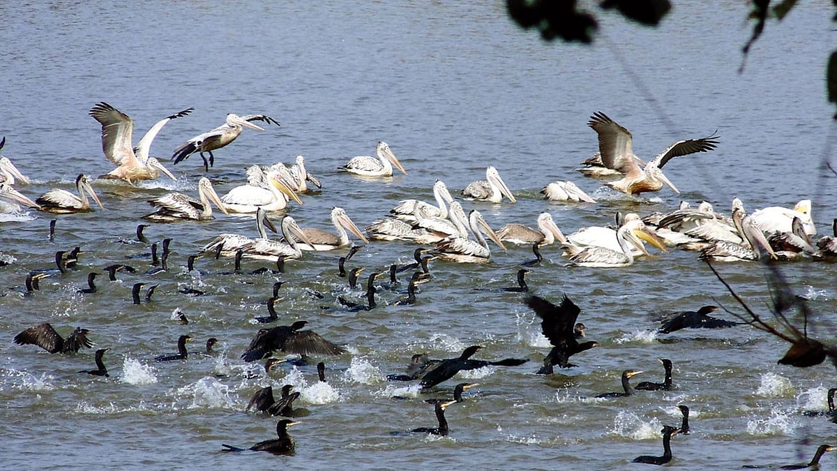 Aquatic birds census begins in Thoothukudi