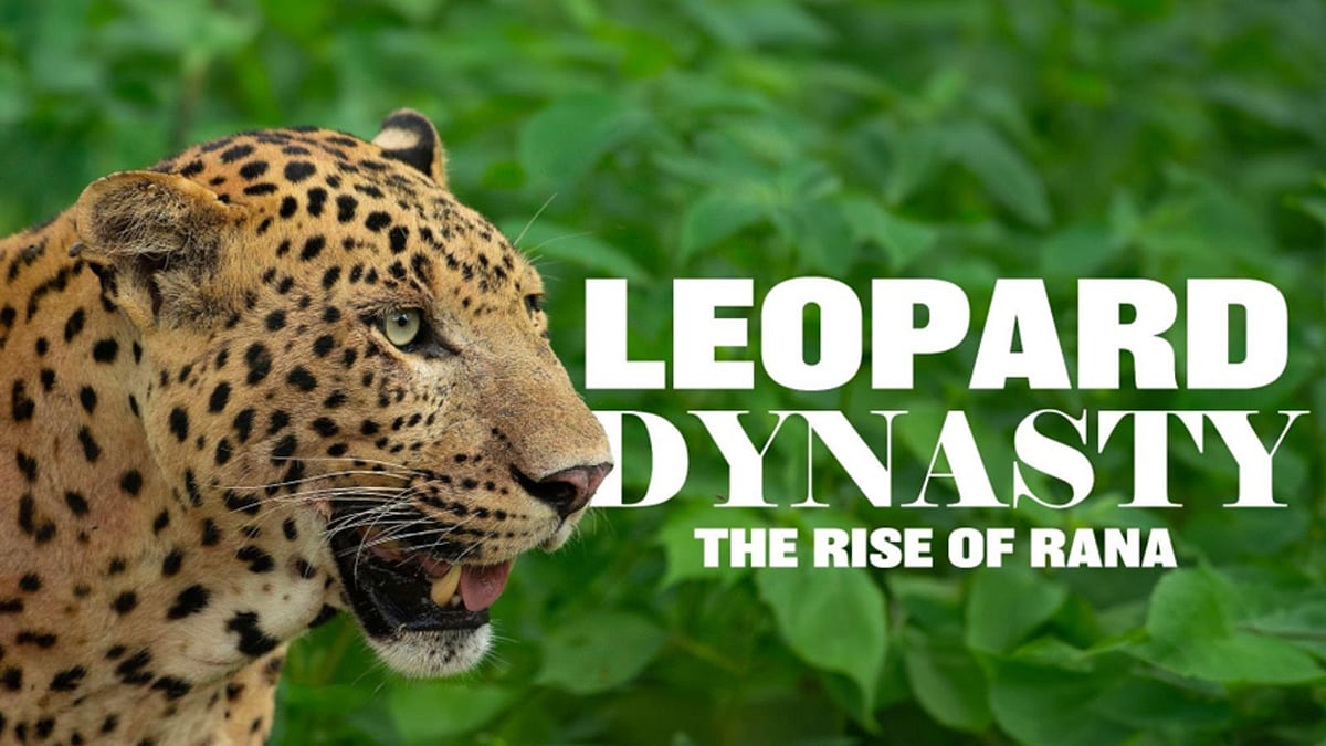 Weekend watchlist: From leopards to cheetahs, check out these ...