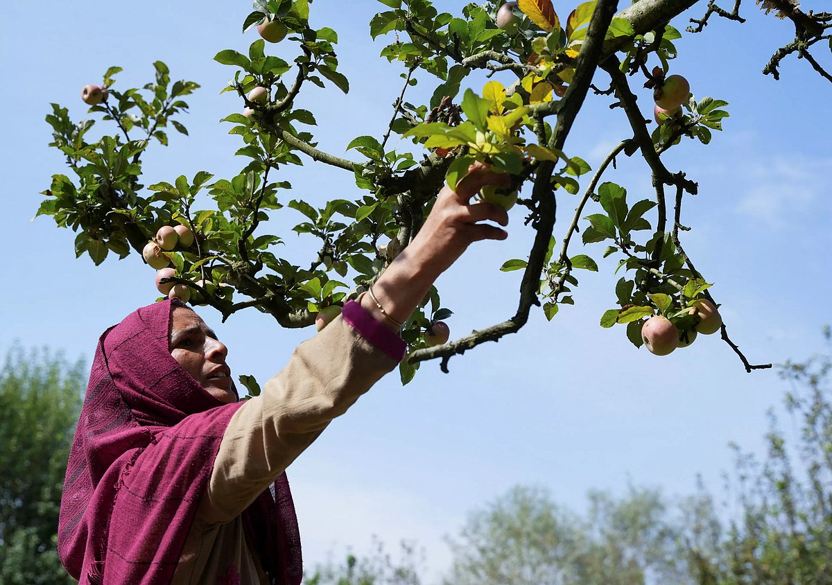 6 Indian apple varieties and its health benefits