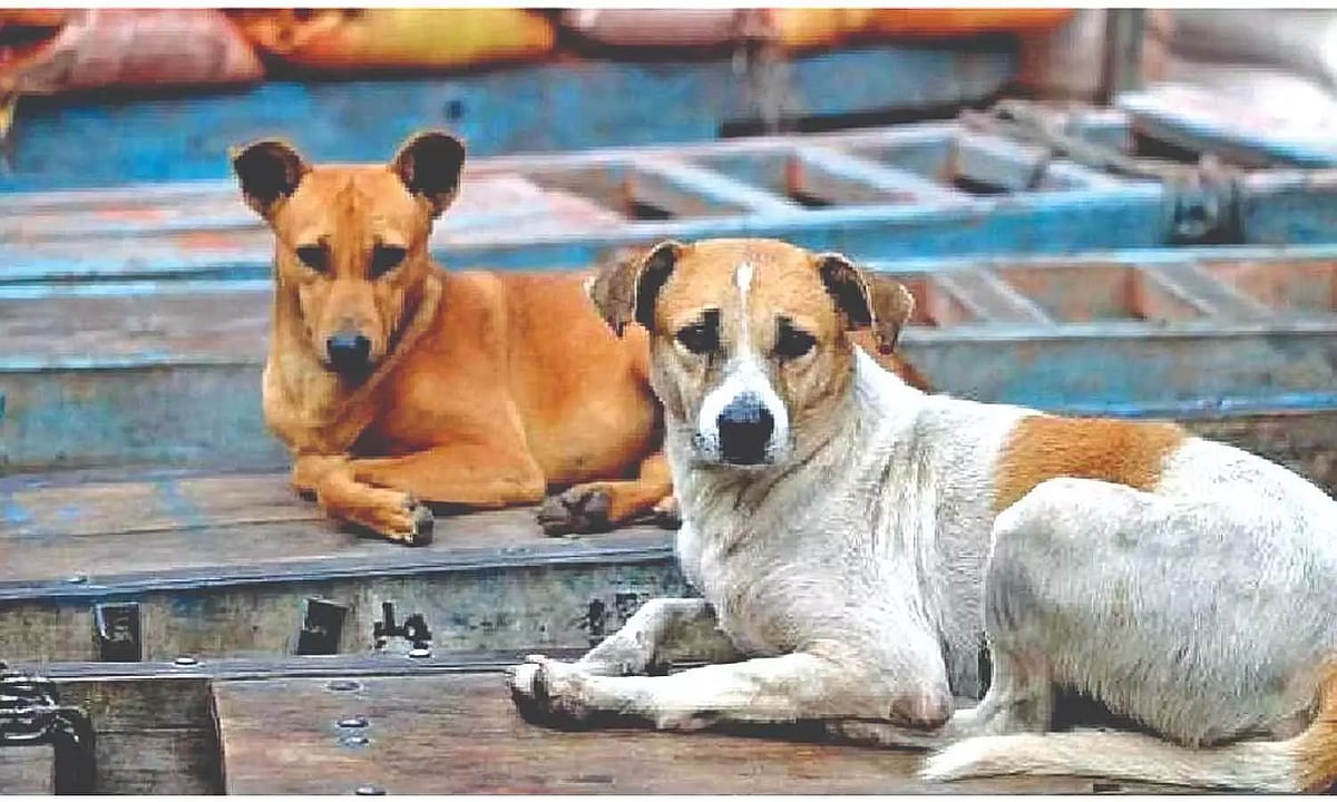 Canine distemper on the rise in city, activists blame GCC’s poor handling