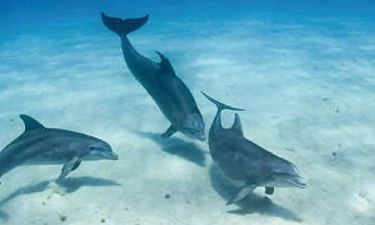 This discovery about dolphins isn’t entirely shocking