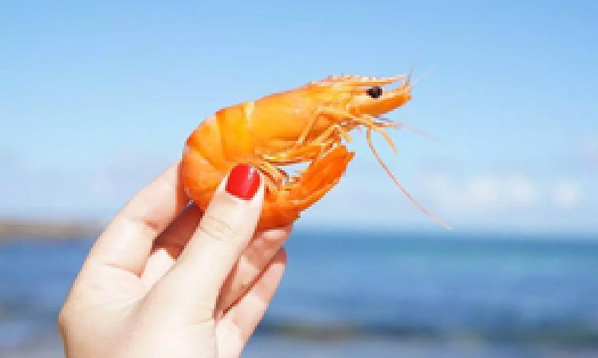 Shrimp and Strength Training