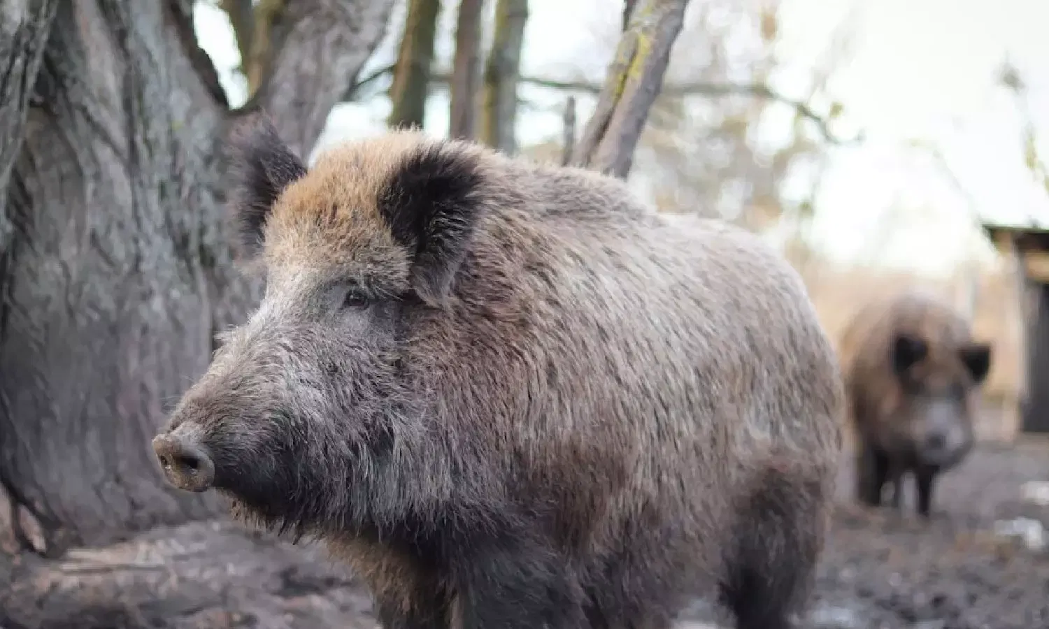 Tamil Nadu: Agricultural worker injured in wild boar attack