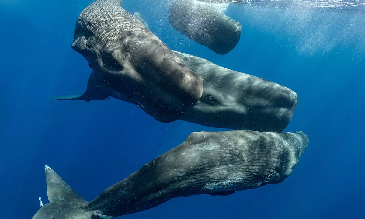 Complex Language: Scientists find an ‘alphabet’ in whale songs