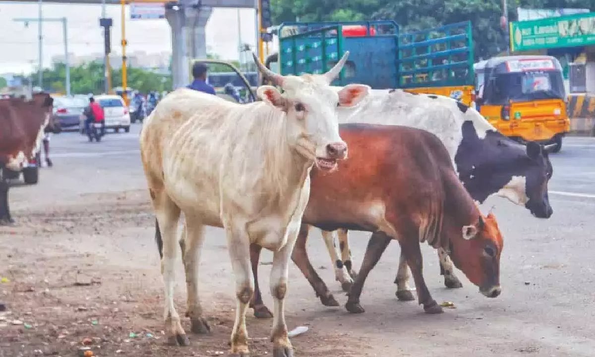 Stray cattle attack: Facing public fury, Chennai corporation lists ...