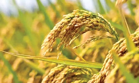 Tamil Nadu fixes MSP for paddy; procurement to begin September 1