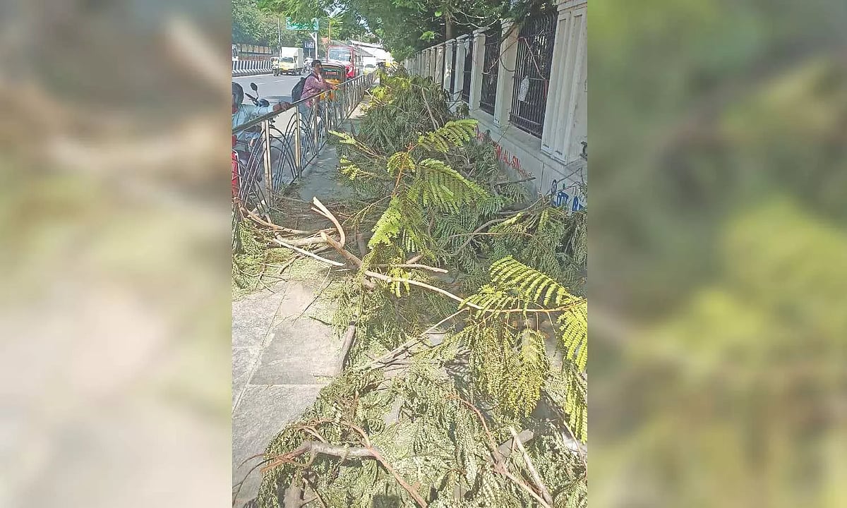 Chennai Citizen Connect: Tree waste eats up space on EVR Periyar Road ...