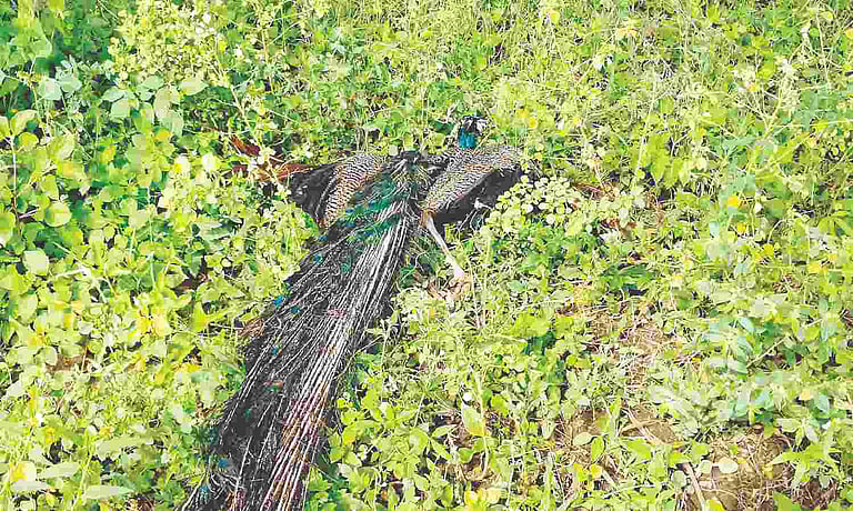 5 peacocks found dead under mysterious circumstances in farmland near ...