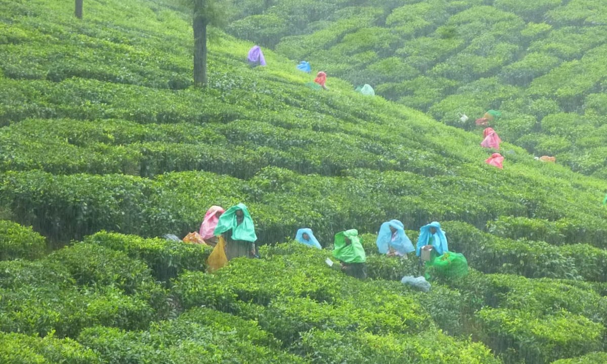 Tourist influx rises in Valparai amid e-pass curbs in Nilgiris, Kodaikanal