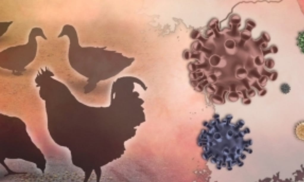 Bird flu rarely spreads to humans, says TN Govt