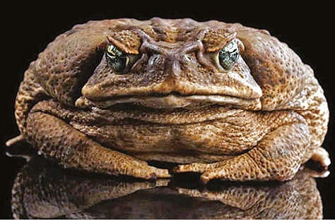 Cannibalistic toads reveal ‘evolution in fast motion’: Study